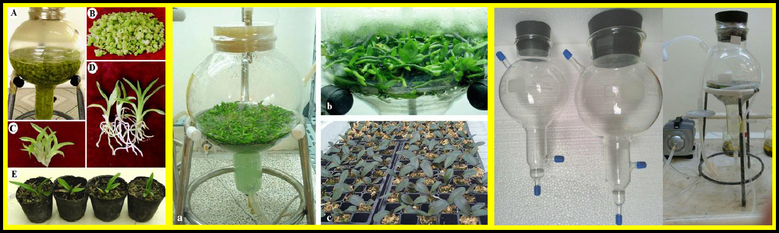 Bioreaktor Kultur Jaringan – SNPlants Indonesia Laboratory