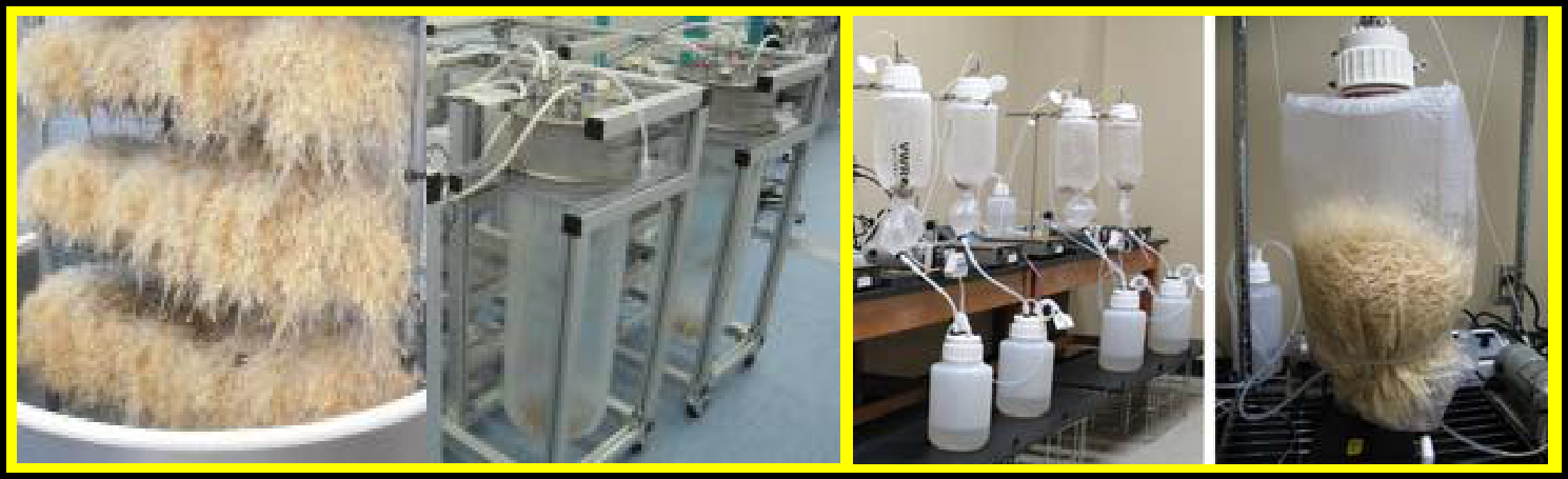 Bioreaktor Kultur Jaringan – SNPlants Indonesia Laboratory